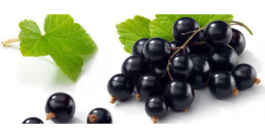 Fekete ribizli fogyasztása az érfalak természetes védelméért